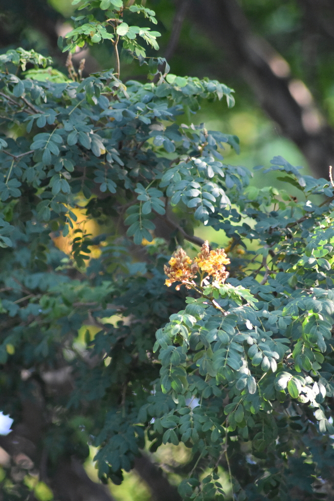 Libidibia sclerocarpa from Parque Ecológico La Milla on October 6, 2024 ...