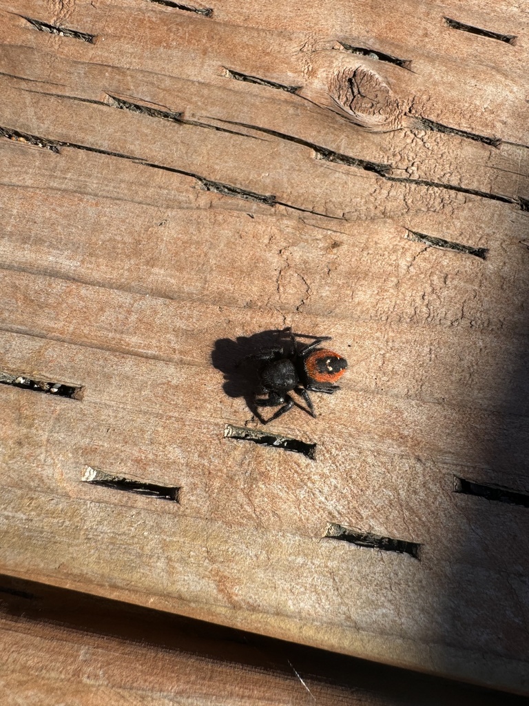 Johnson's Jumping Spider from Whidbey Island, Oak Harbor, WA, US on ...