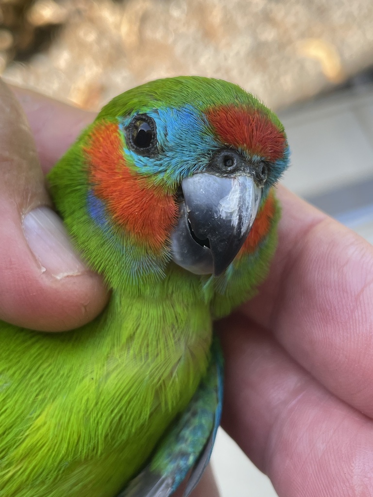 Double-eyed Fig-Parrot from Sanctuary Cr, Wongaling Beach, QLD, AU on ...