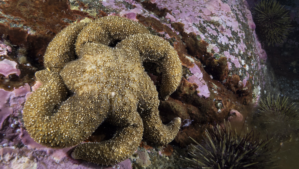 Polar Six-rayed Star from Qeqqata, GL on July 24, 2024 at 07:48 AM by ...