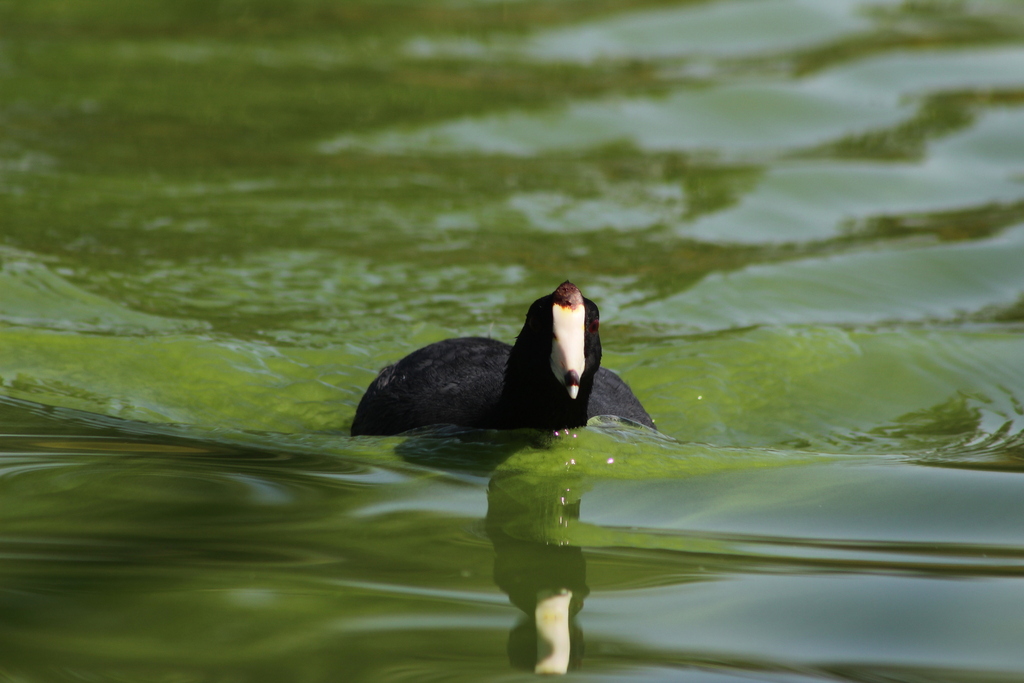 American Coot in October 2024 by Ramón Isaac Miramontes Cinco · iNaturalist