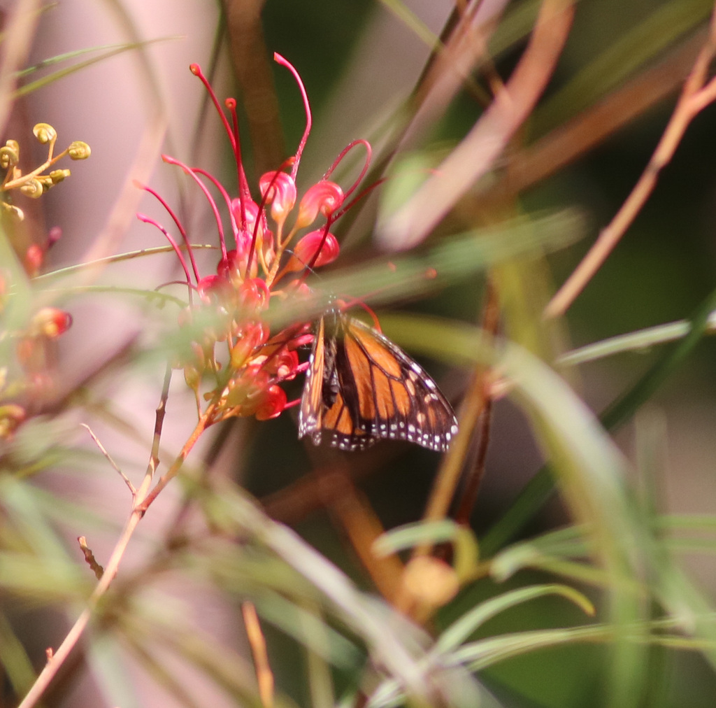 Monarch in September 2024 by craigwelden · iNaturalist