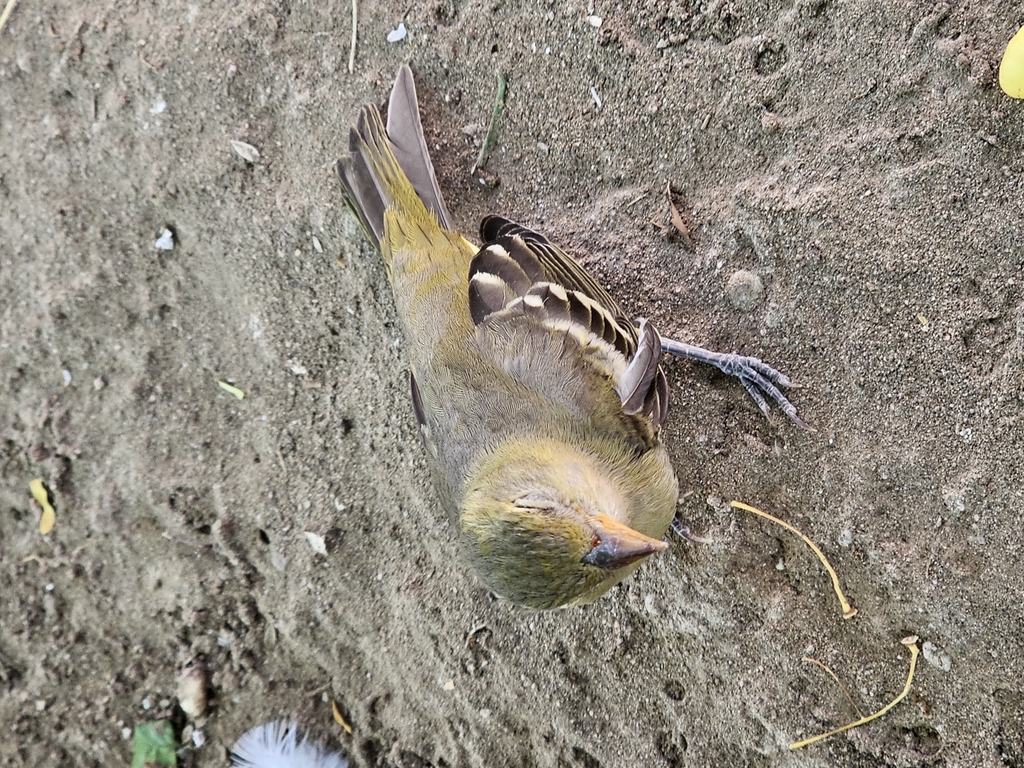 Piranga capucha roja el 27 de septiembre de 2024 por Jennifer Ruelas ...