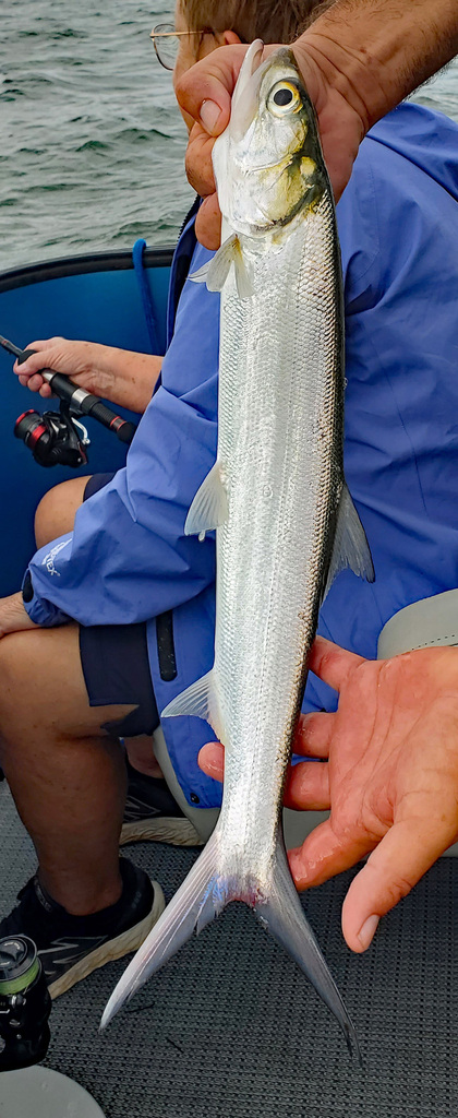 Ladyfish from Port Isabel, TX, USA on October 06, 2024 at 09:36 AM by ...