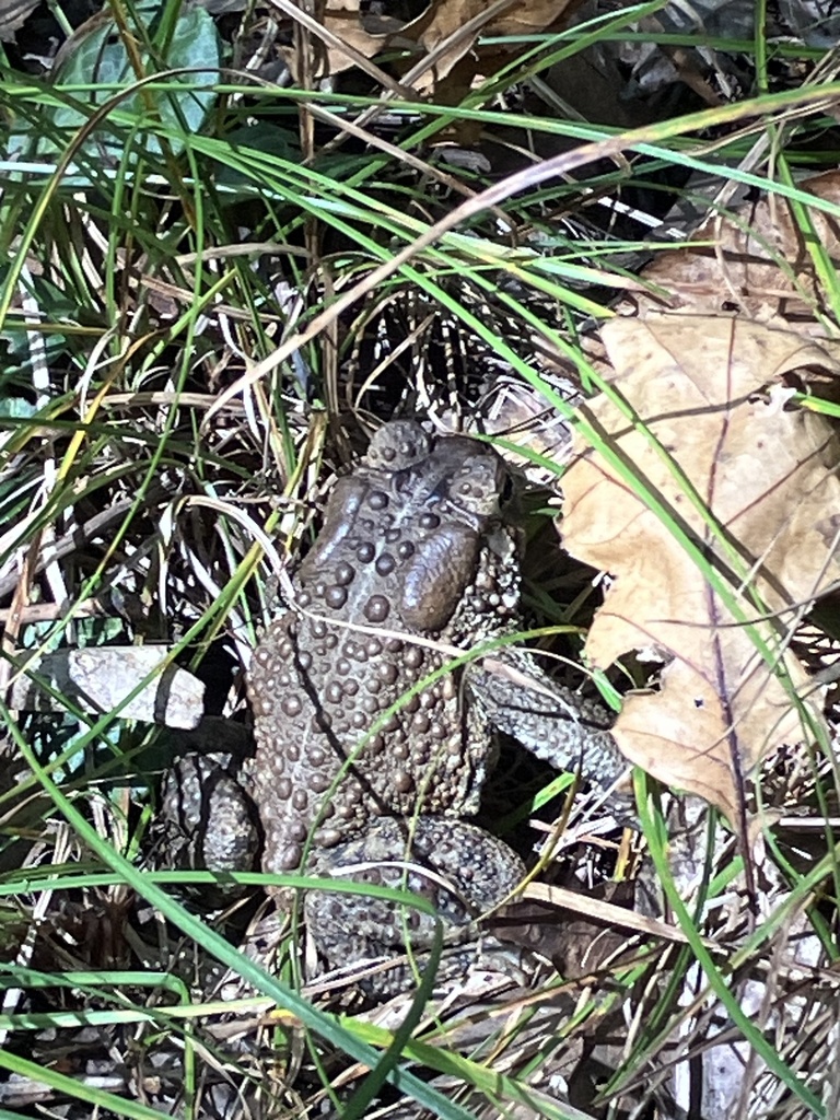 American Toad from West Rock Ridge State Park, New Haven, CT, US on ...
