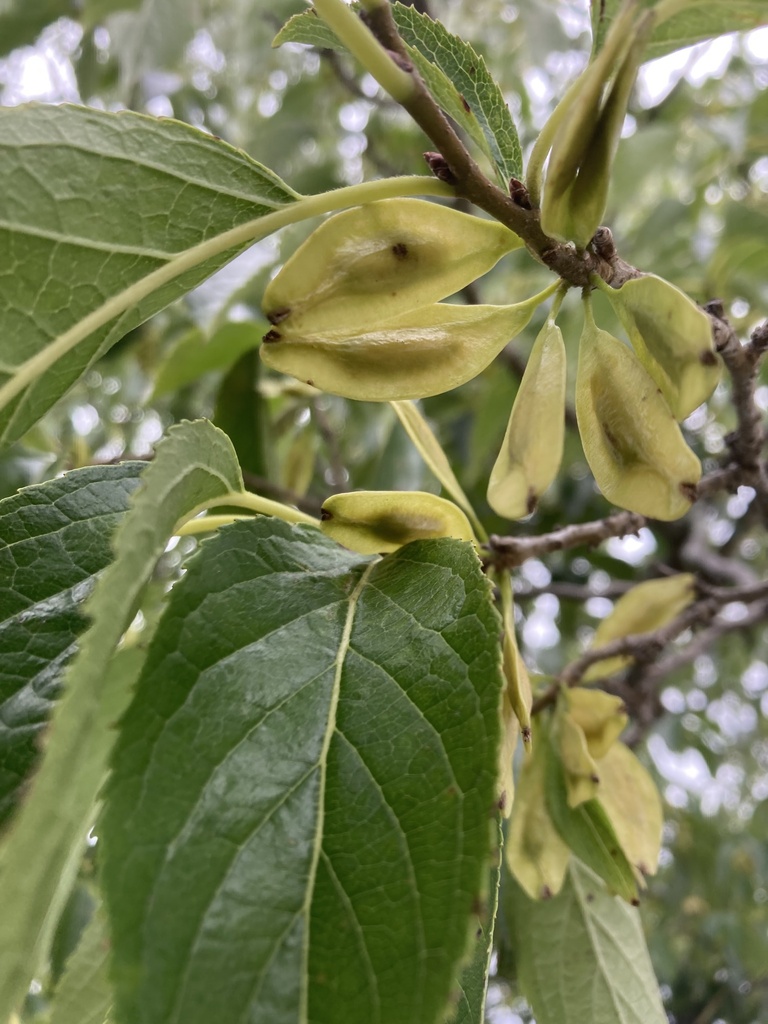 Gutta-percha Tree in October 2024 by snap_dragon_pop · iNaturalist