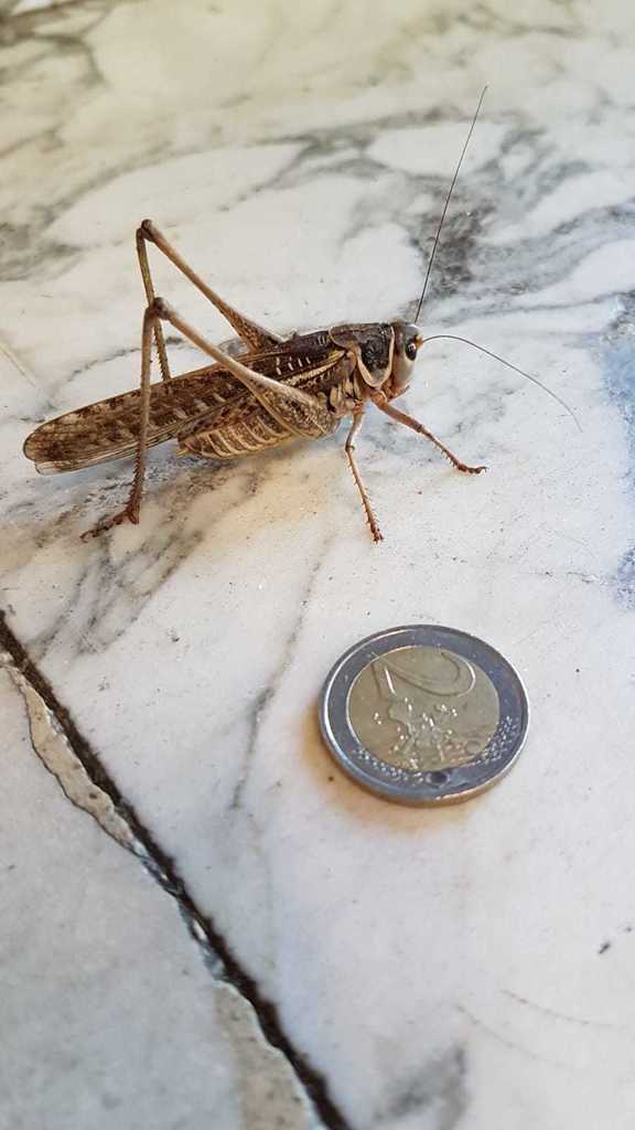 White-faced Bush-cricket from Valladolid, España on August 02, 2018 at ...