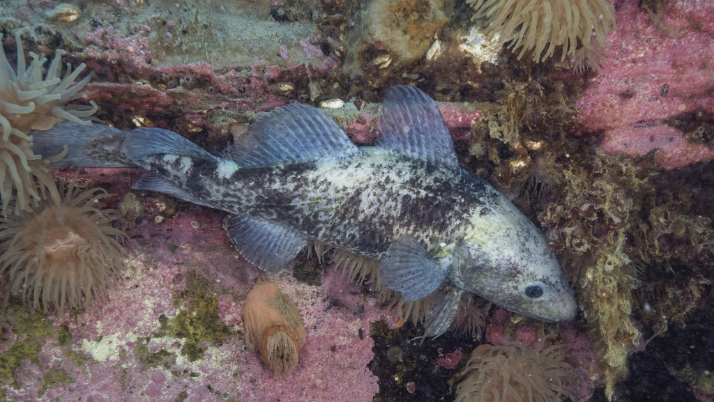 Greenland Cod (Gadus ogac) - Marine Life Identification