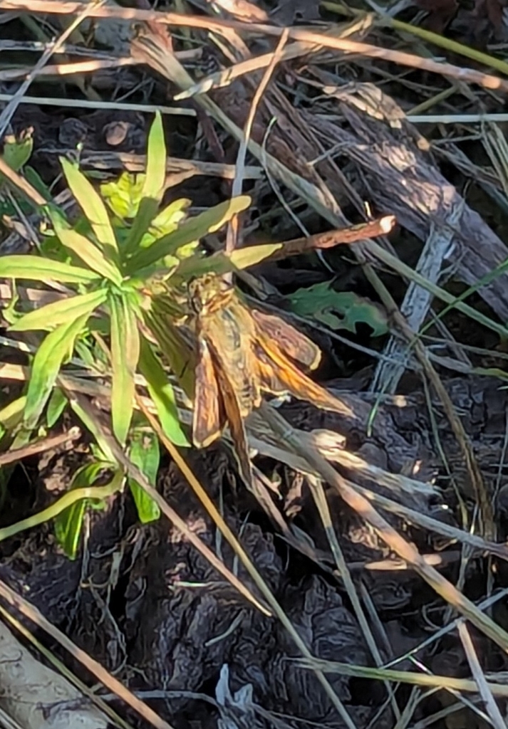 Huron Sachem from York, PA 17403, USA on October 6, 2024 at 05:02 PM by ...