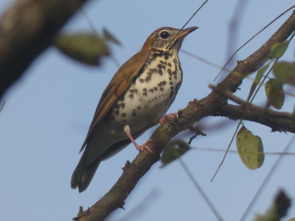 Wood Thrush from Tye River, VA 22922, USA on October 06, 2024 at 08:32 ...