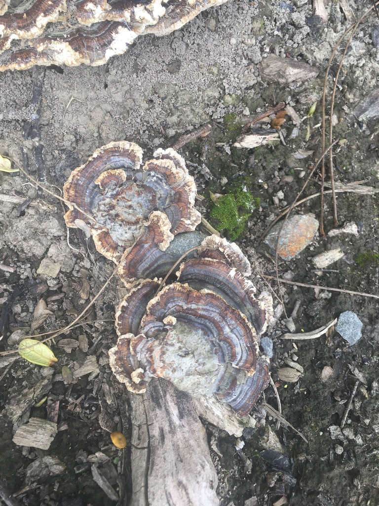 turkey-tail from North Island / Te Ika-a-Māui, Lower Hutt, Wellington ...