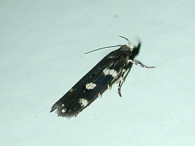 Six-spotted Aroga Moth from Floyd Bennet Field, Brooklyn, NY, USA on ...