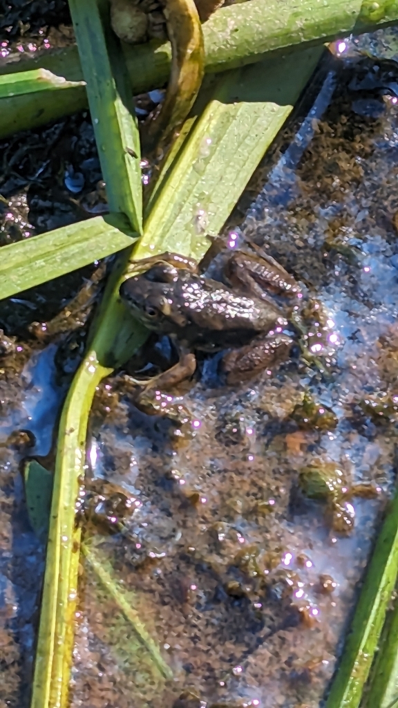 American Bullfrog from Snohomish, WA 98296, USA on October 6, 2024 at ...