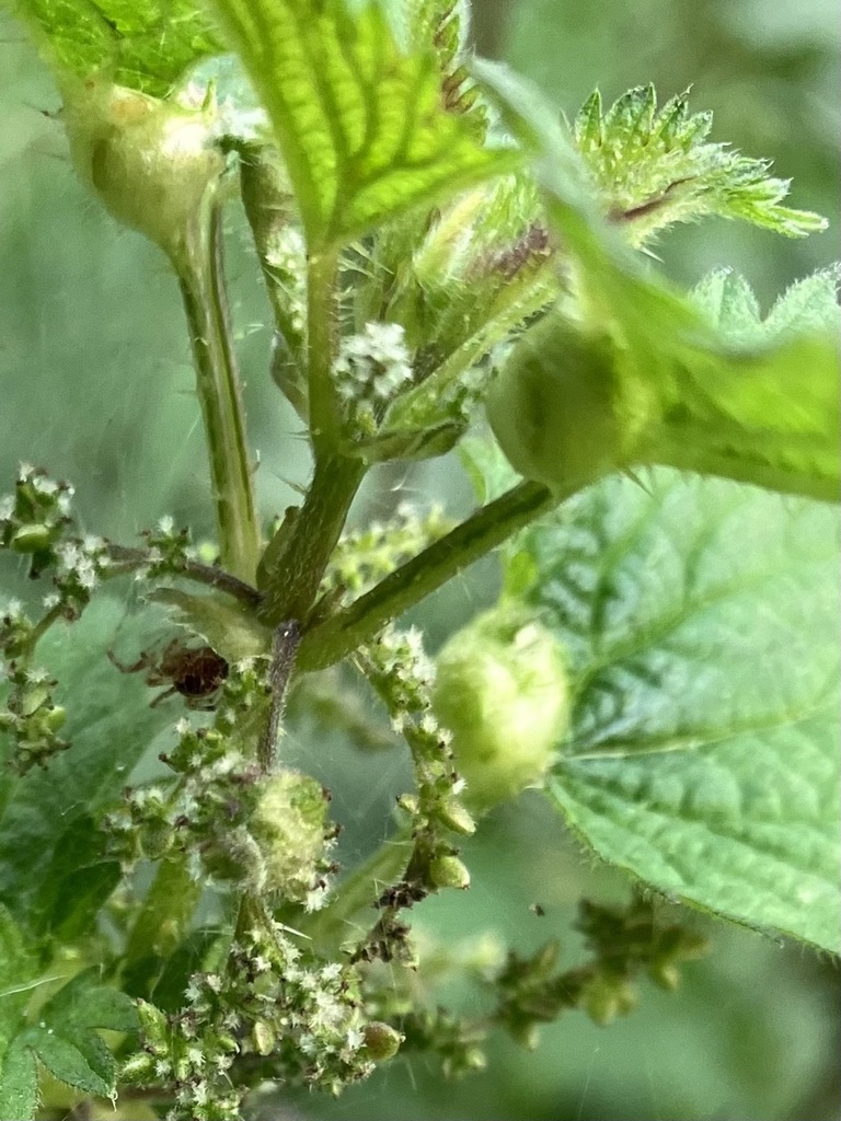 Nettle Pouch Gall Midge from SycTQ lower path on 05 October, 2024 by ...