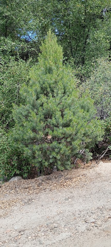 Parry pinyon from San Quintín, B.C., México on October 1, 2024 at 01:54 ...