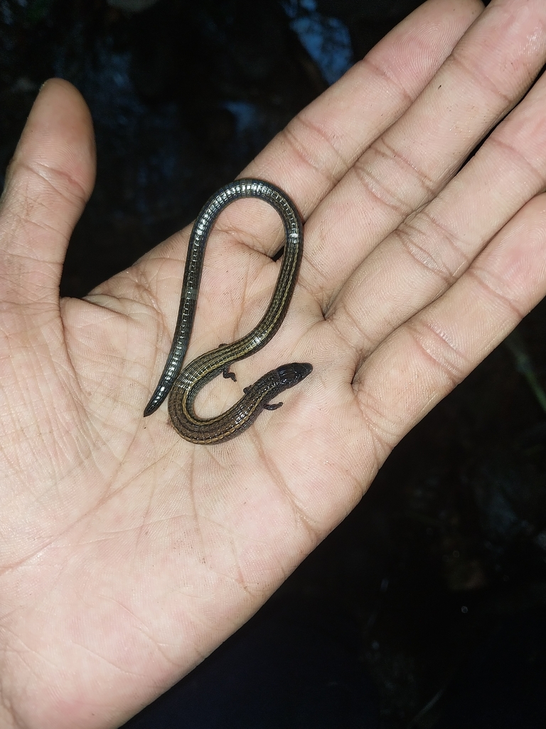 Trinidad worm lizard from Tunapuna/Piarco Regional Corporation ...