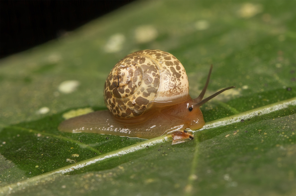 Helicina from Nobres, MT, 78470-000, Brasil on November 11, 2022 at 11: ...