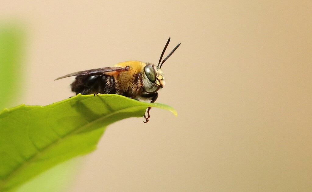 Shining Oil-digger Bee from Lomas del Valle, Zapopan, Jal., México on ...