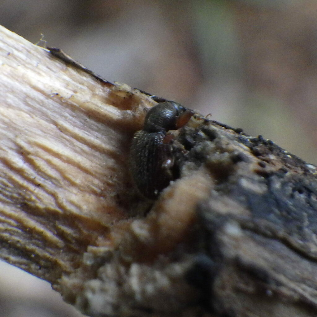 Hairy Spider Weevil from Timberlea, NS, Canada on June 25, 2023 at 02: ...