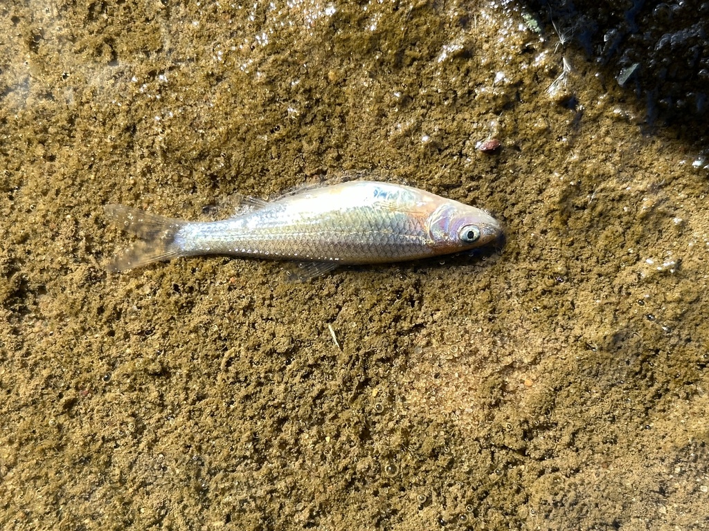 North American Minnows from Black River, Holmen, WI, US on October 6 ...