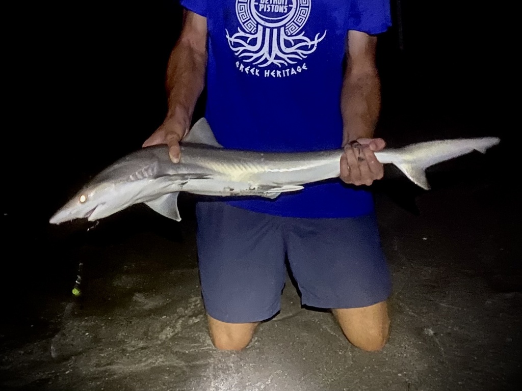 Atlantic Sharpnose Shark from Leachs Key, Venice, FL, US on October 6 ...