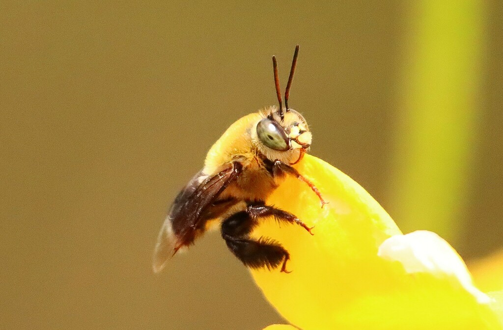 Shining Oil-digger Bee from Lomas del Valle, Zapopan, Jal., México on ...