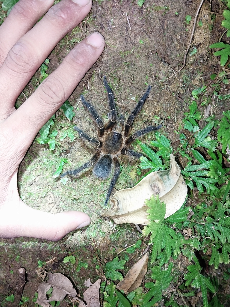 Trinidad Copper Top Tarantula from Sangre Grande Regional Corporation ...