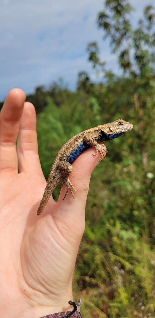 Eastern Fence Lizard in October 2024 by White Oak Creek Wildlife ...