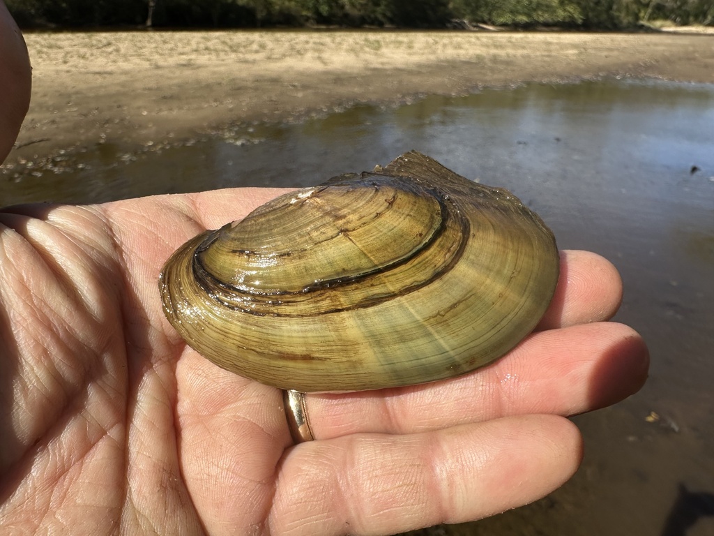 Fragile Papershell from Black River, Holmen, WI, US on October 6, 2024 ...