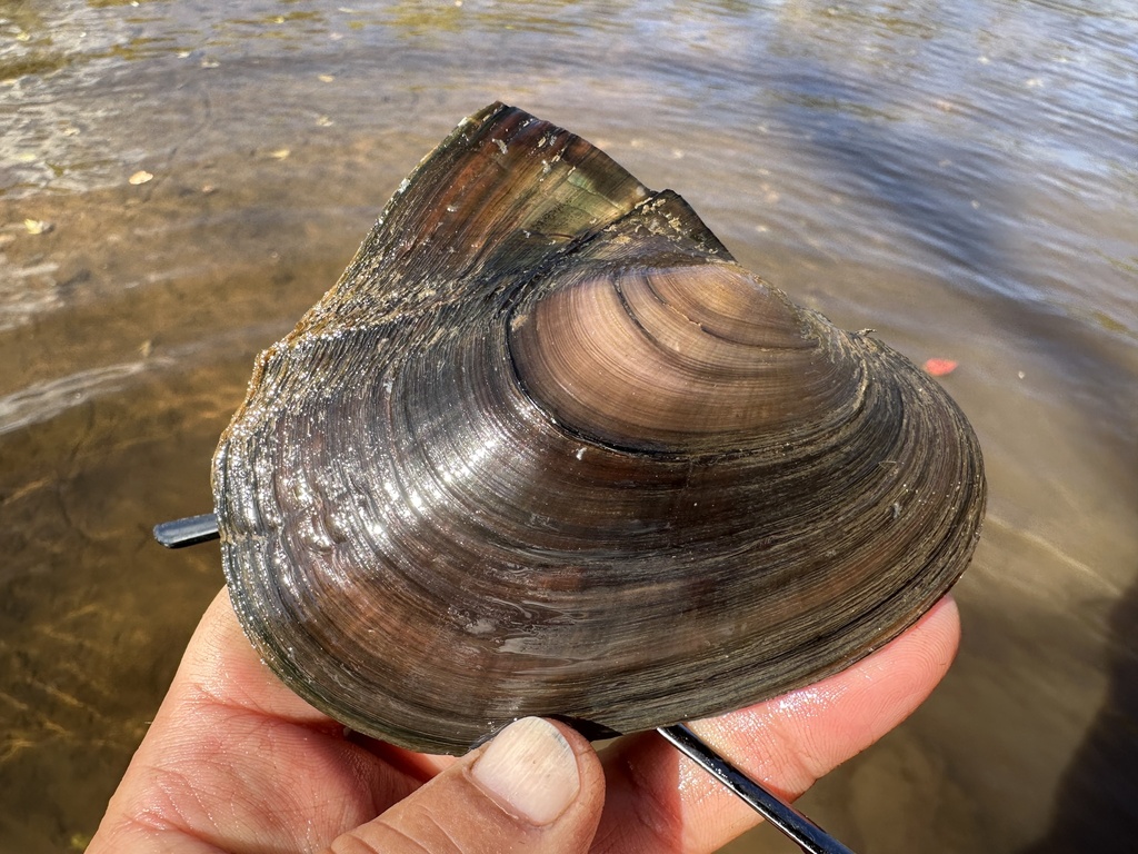 Pink Heelsplitter from Black River, Holmen, WI, US on October 6, 2024 ...