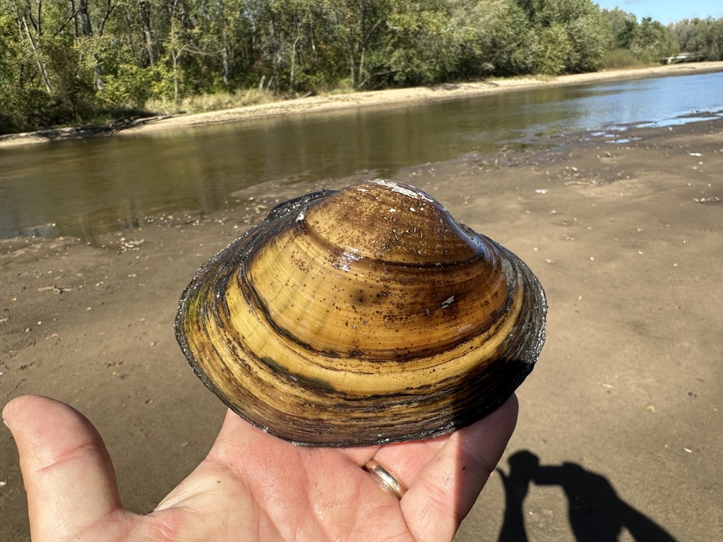 Plain Pocketbook from Black River, Holmen, WI, US on October 6, 2024 at ...