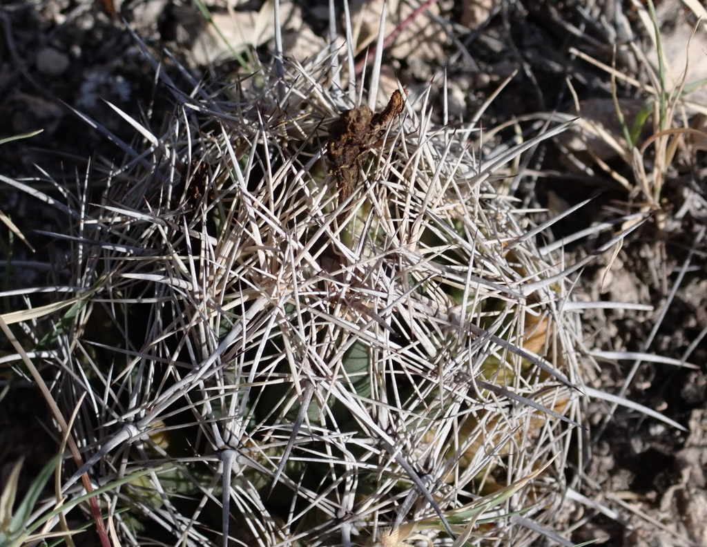 Rhinoceros Cactus in October 2024 by Matthew Stepanek · iNaturalist