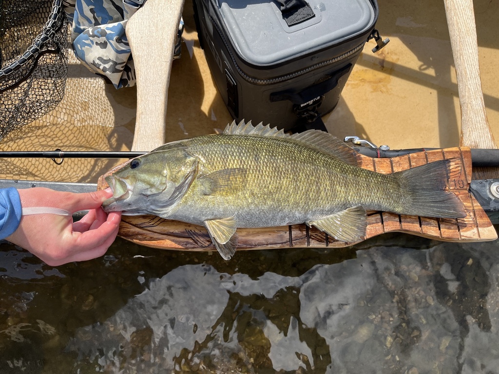Smallmouth Bass from Illinois River, Proctor, OK, US on October 6, 2024 ...