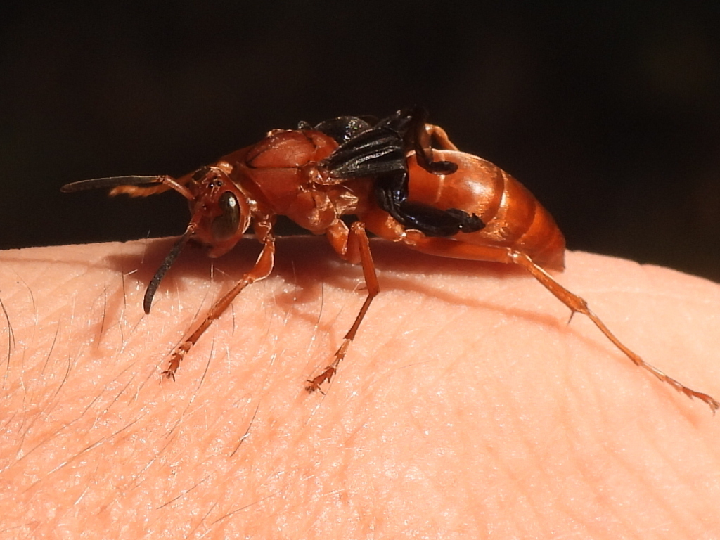 Fine-backed Red Paper Wasp from Parker County, TX, USA on October 6 ...