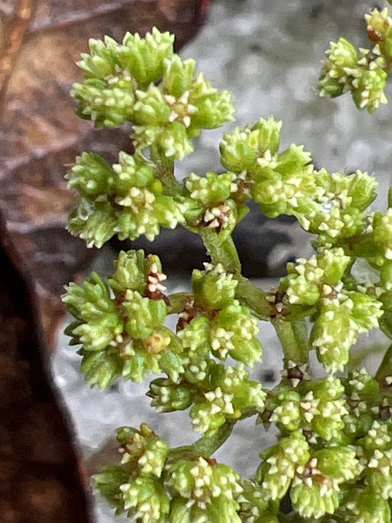 Crystal Lake nailwort (Paronychia chartacea minima) - Botanical Realm