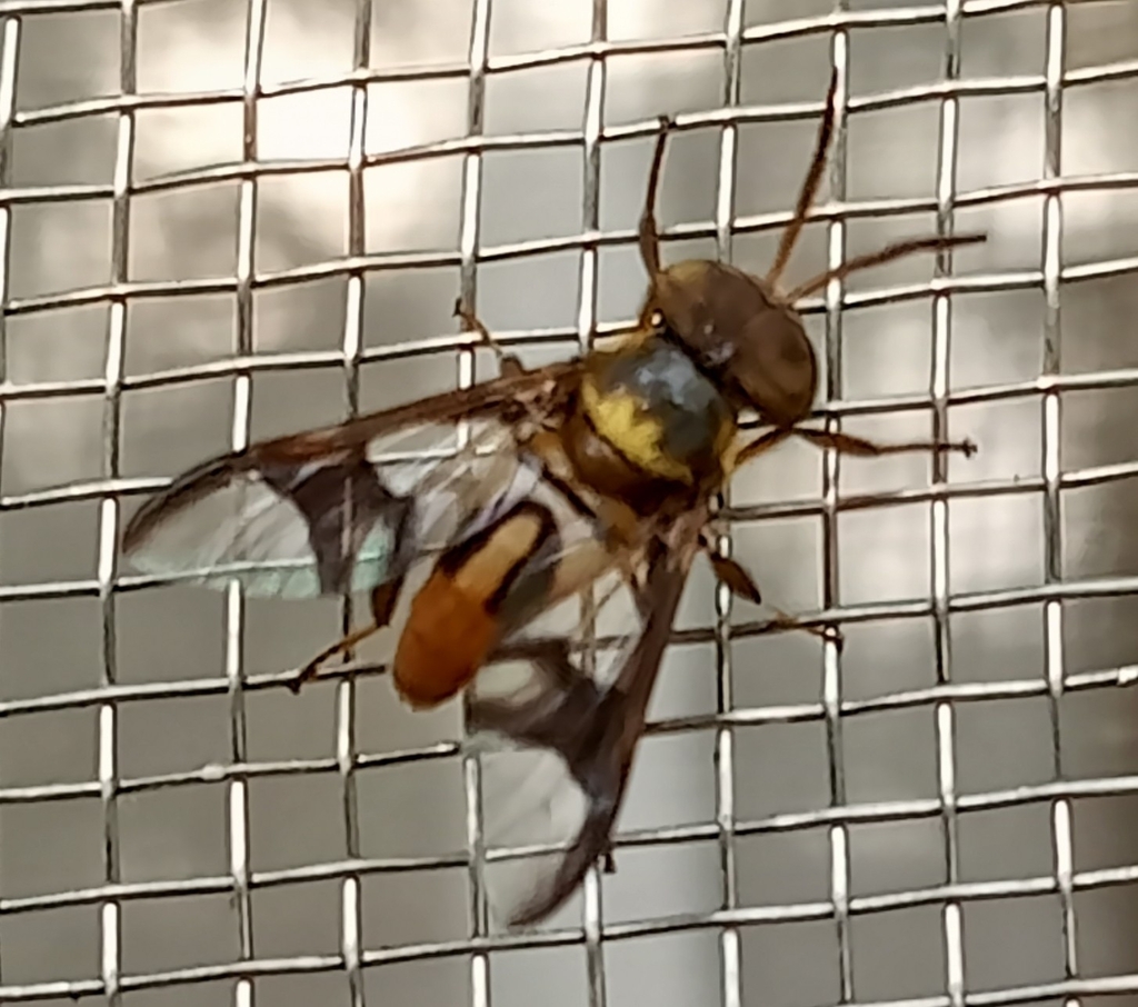 Chrysops dispar from zpss, govt college, Jannaram, Telangana 504205 ...