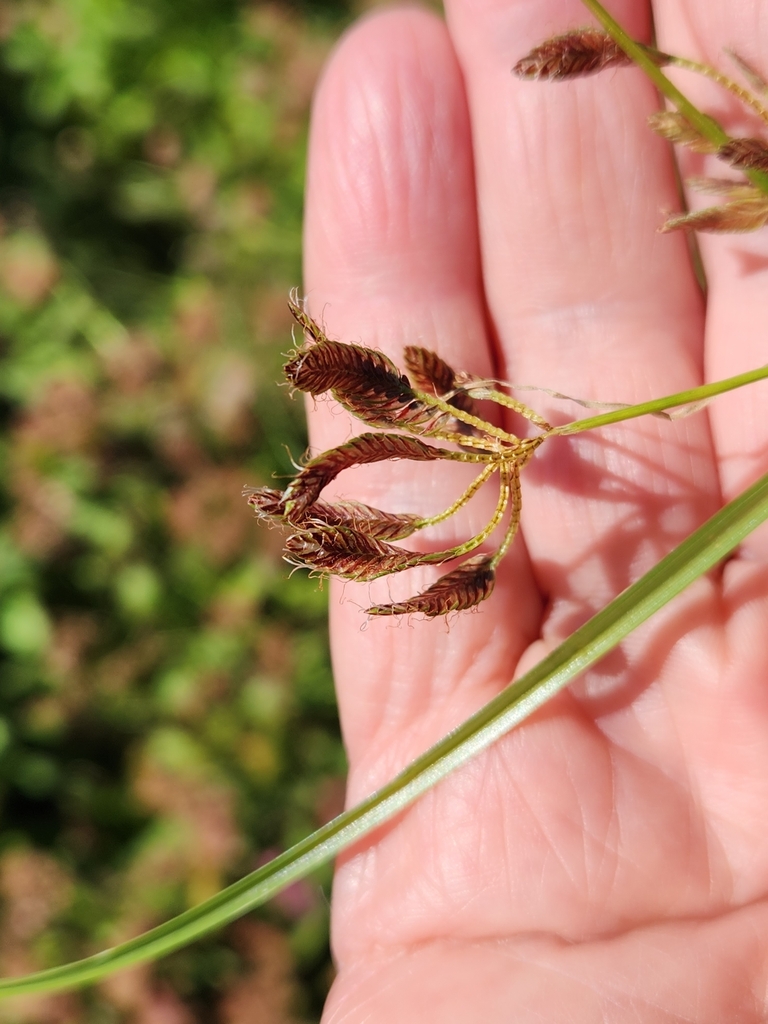 Umbrella Flatsedge from C3XH+W8, Gosnold, MA 02713, USA on October 6 ...