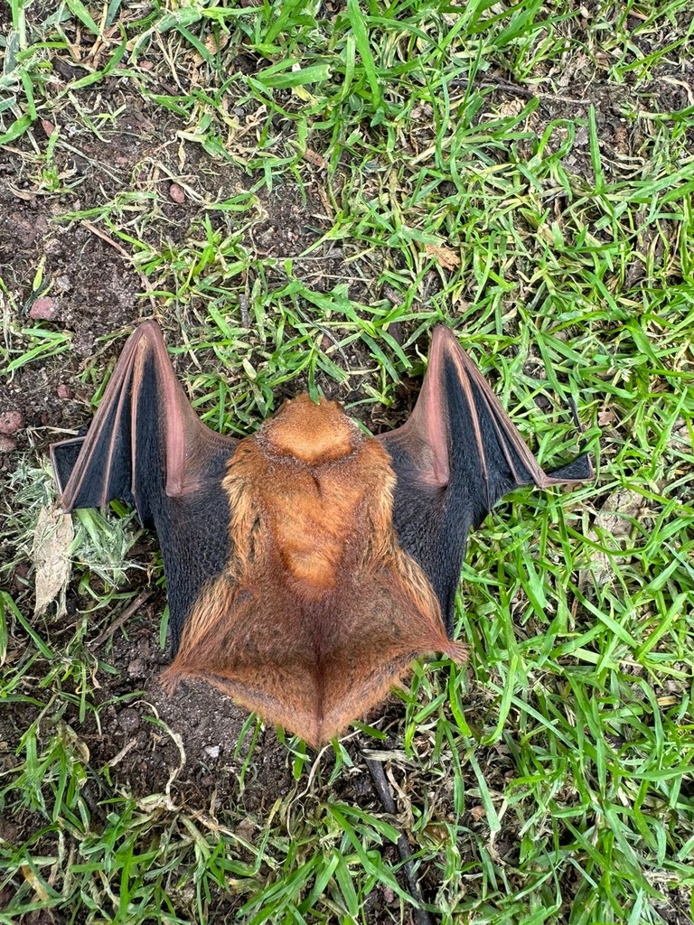 Western red bat from Deportiva Universitaria, 78390 San Luis Potosí, S ...