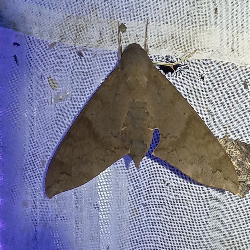 Lesser Ficus Sphinx from Gracias, Lempira, Honduras on September 27 ...