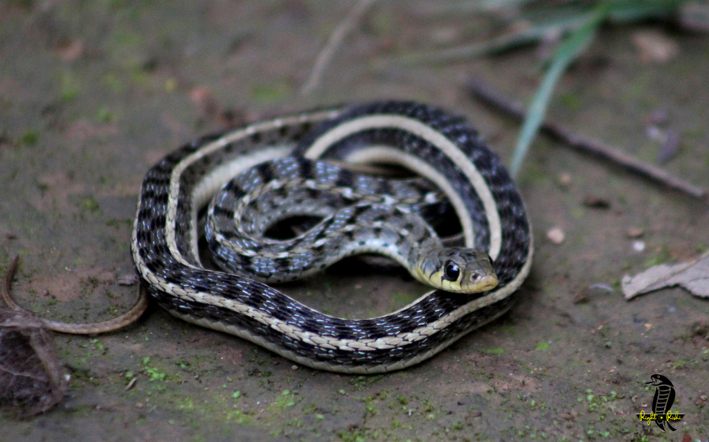 Buff Striped Keelback from Pokhara, Nepal on October 19, 2017 at 07:32 ...