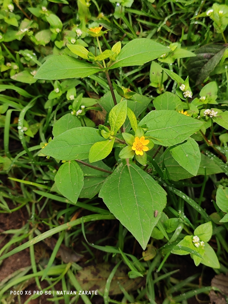 Melampodium perfoliatum from 01864 CDMX, México on October 06, 2024 at ...