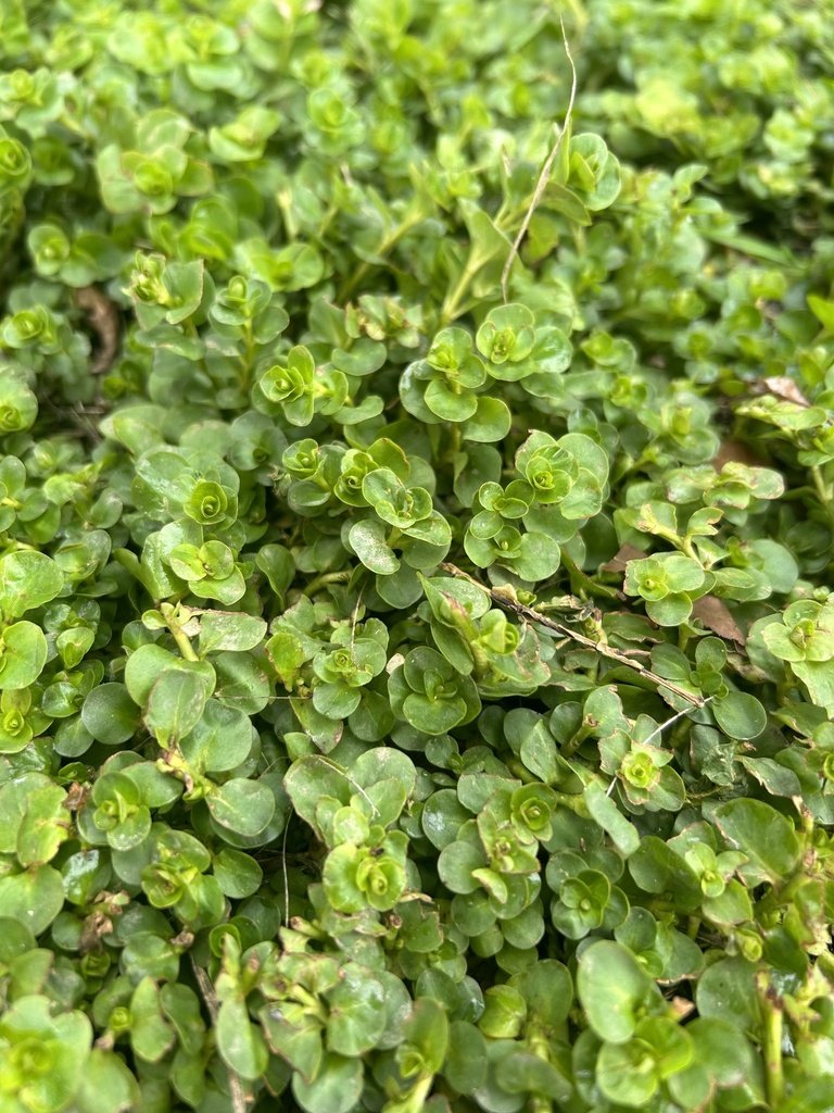 Austral Brooklime from Kangaroo Valley, NSW, AU on October 7, 2024 at ...