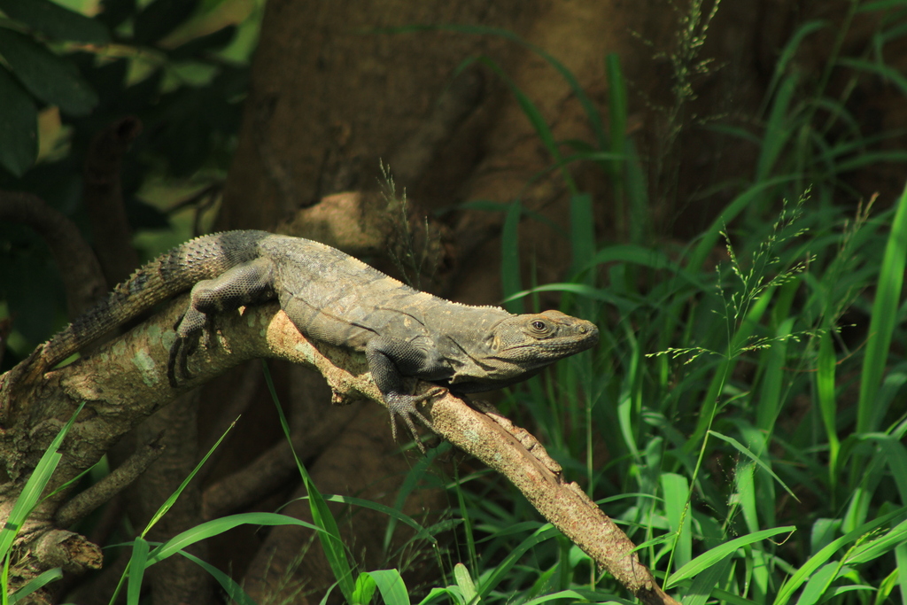 Black Spiny-tailed Iguana from Parque Ecológico del Poniente, Mérida ...