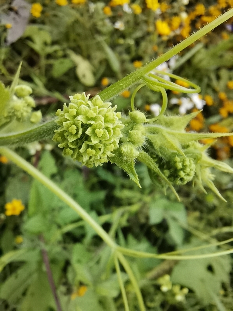 (Sicyos microphyllus) - Botanical Realm