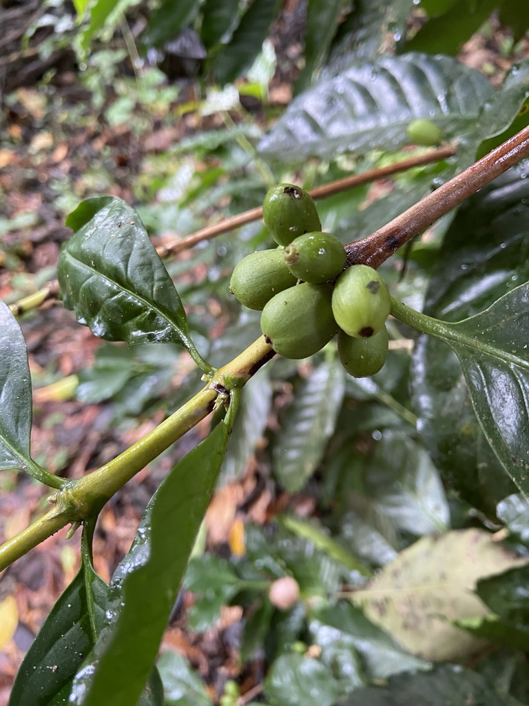 Coffee from Pedernales, Manabí, EC on June 30, 2023 at 10:09 AM by ...