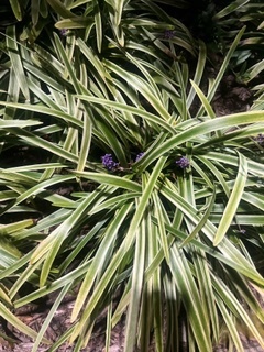 Dwarf Lily-turf from Hyattsville, MD, USA on October 6, 2024 at 10:37 ...