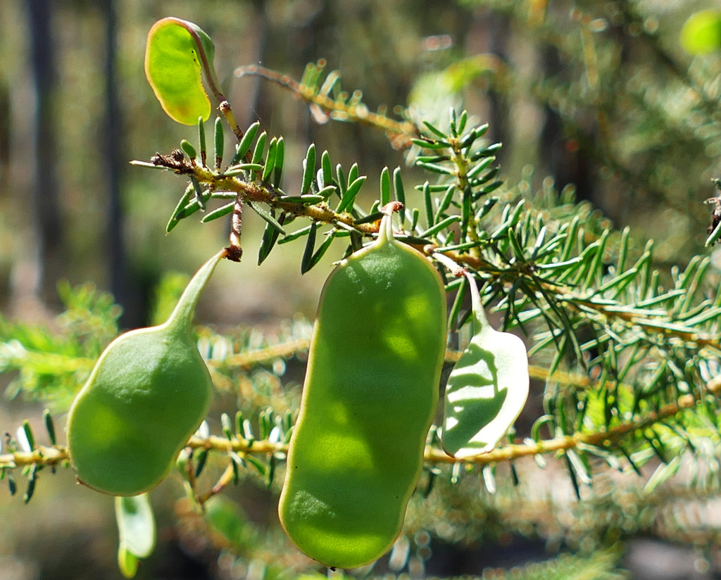 Crowded-leaf Wattle (Acacia conferta) - Botanical Realm