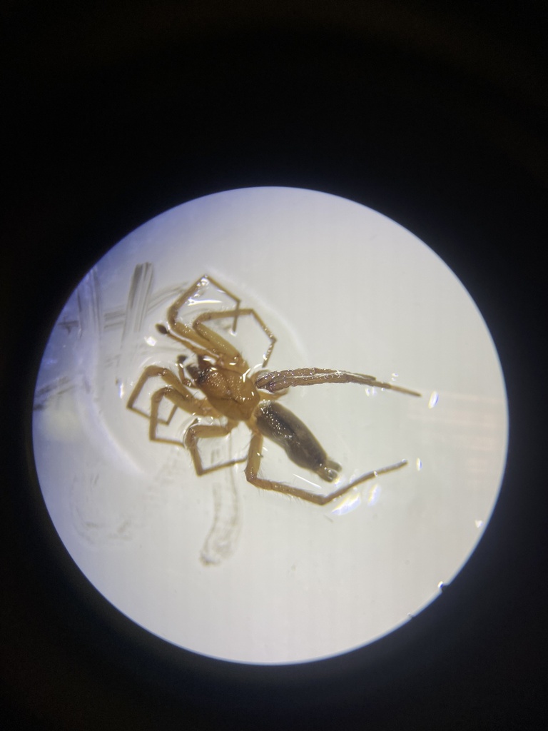 Stone Spiders from Spokane, WA, USA on October 6, 2024 at 07:49 PM by ...