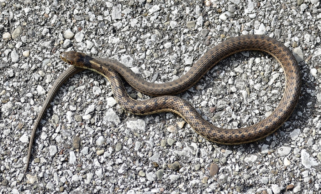 Common Garter Snake from Lucas County, OH, USA on October 6, 2024 at 11 ...