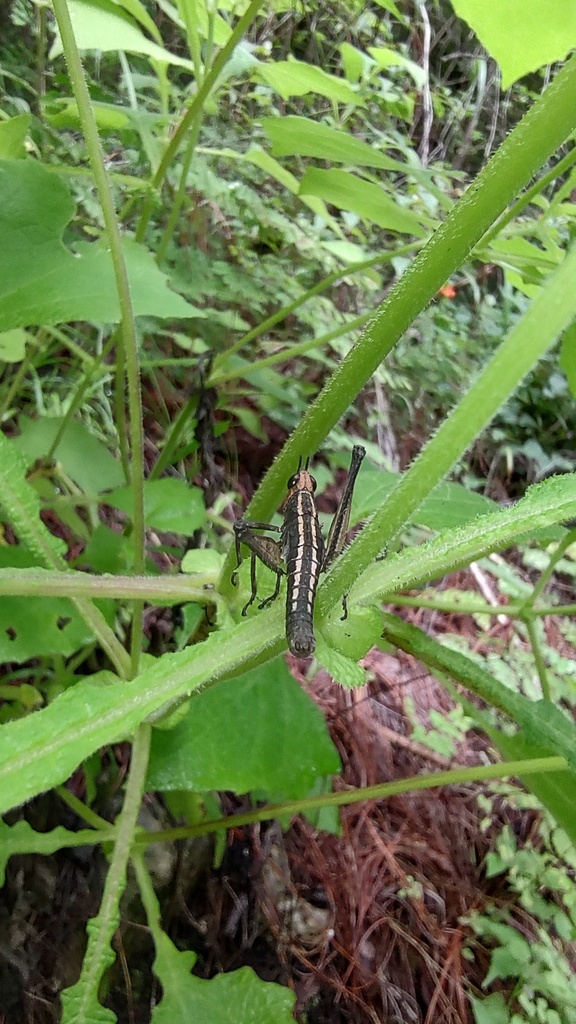 Winged and Once-winged Insects from San Cristóbal de Las Casas, Chis ...